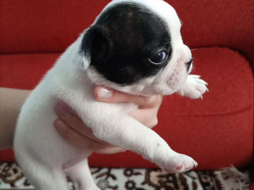 Сладкие булочки мини