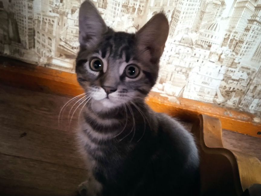 Котенок мальчик бесплатно