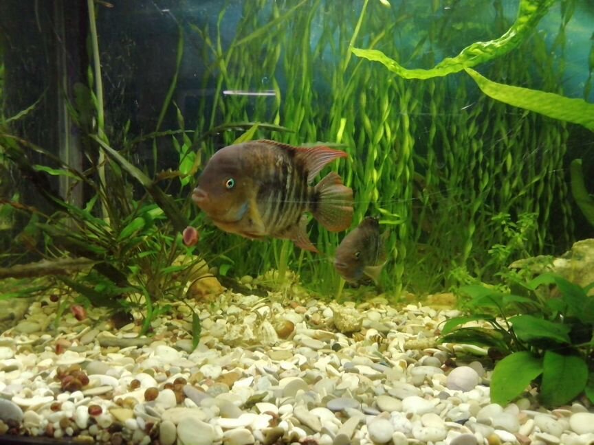 Цихлазома Седжика