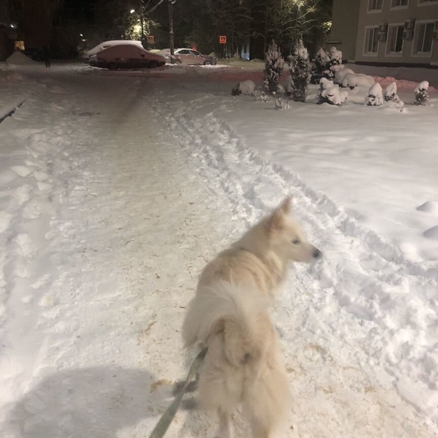 Самоедская лайка бесплатно