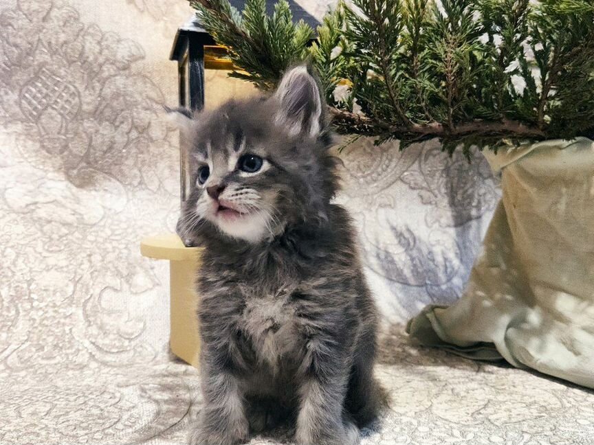 Мейн-кун