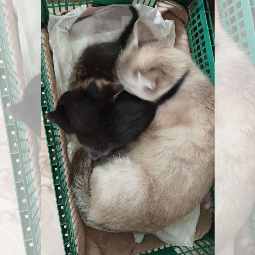 Сиамский котёнок