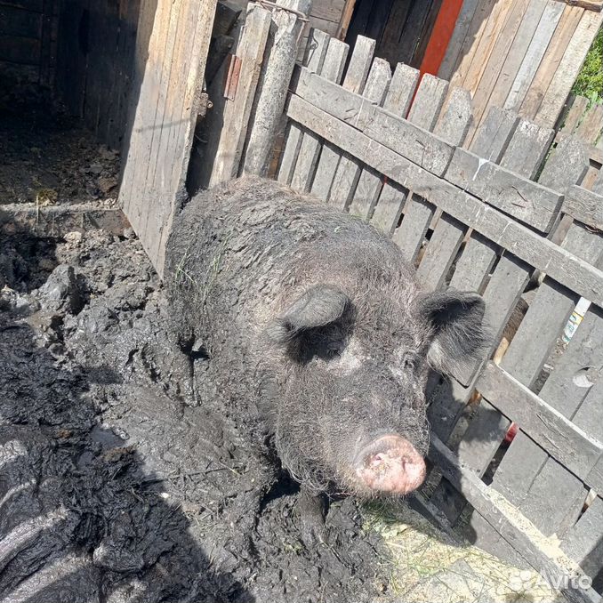 Венгерский племяной хряк