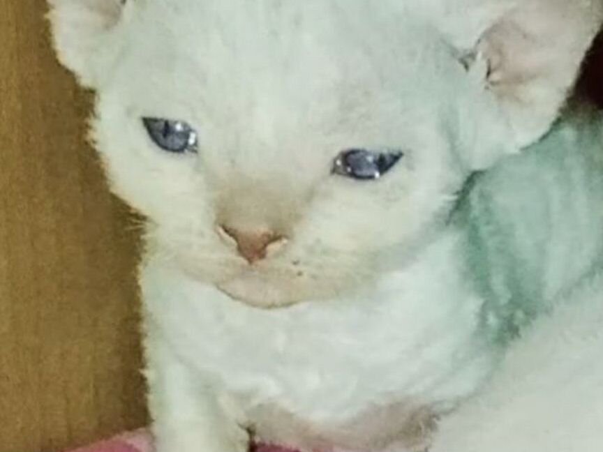 Котята девон-рекс