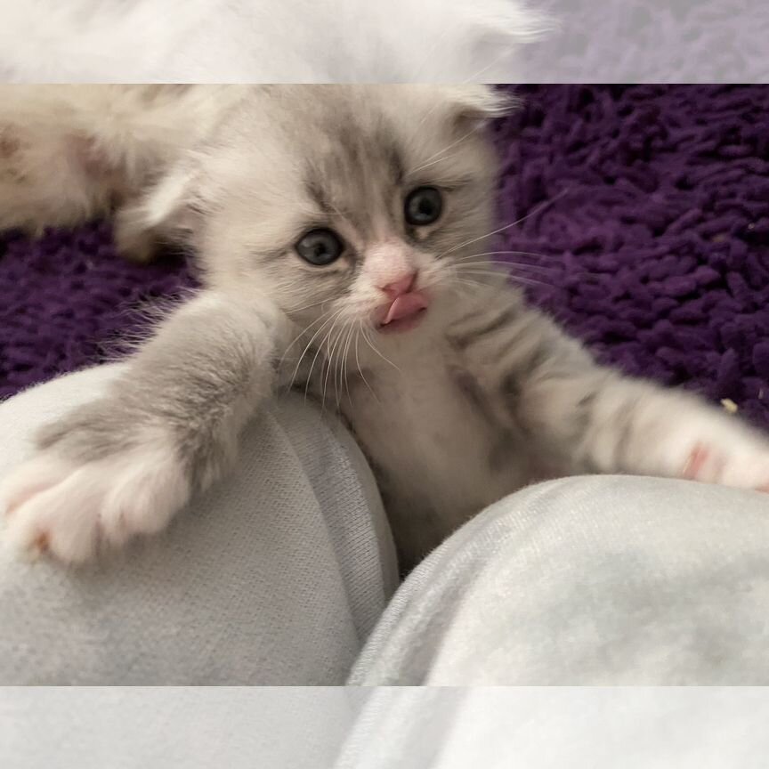 Котенок