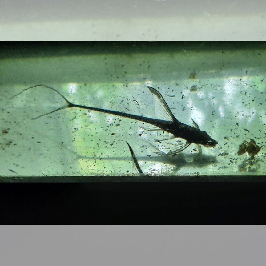 Сомы стурисомы 7см,другие рыбы