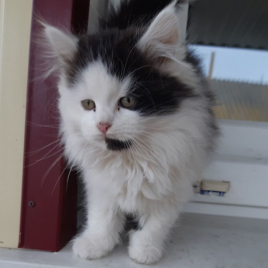 Котёнок в добрые руки