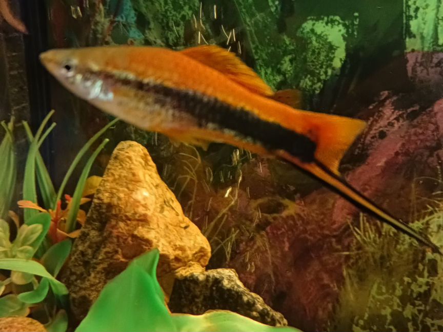 Меченосцы подростки