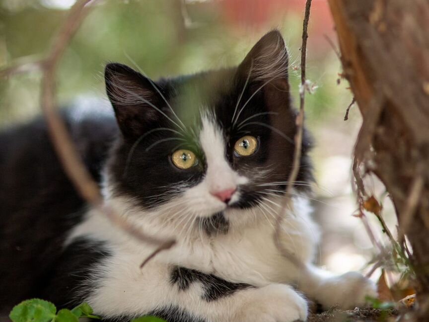 Коту нужен дом