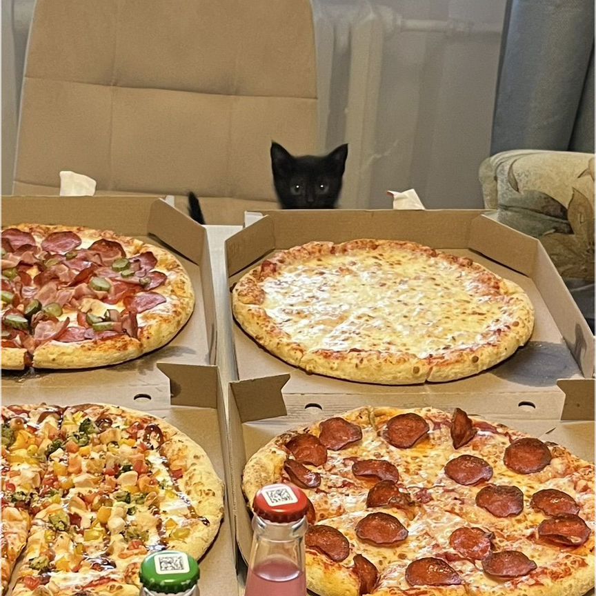 Котята
