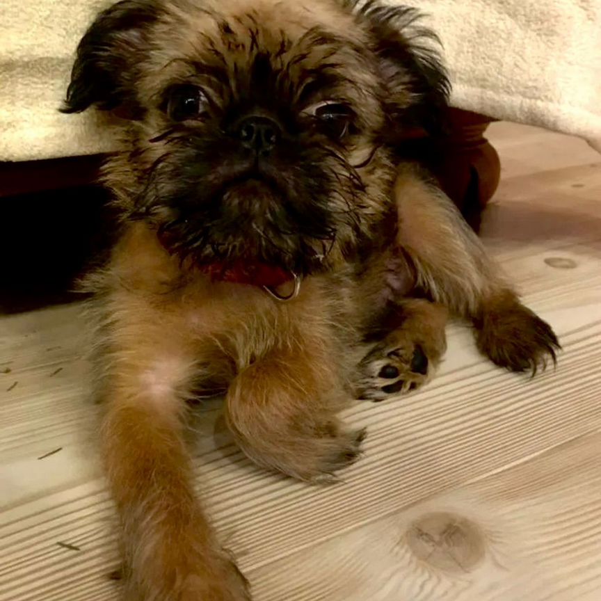 Брюссельский гриффон, мальчик