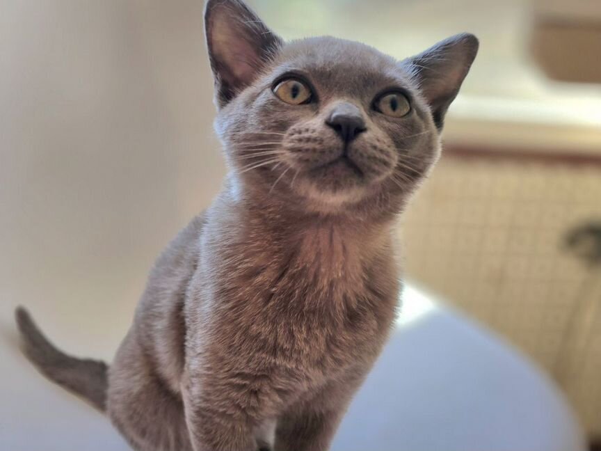 Девочка бурма