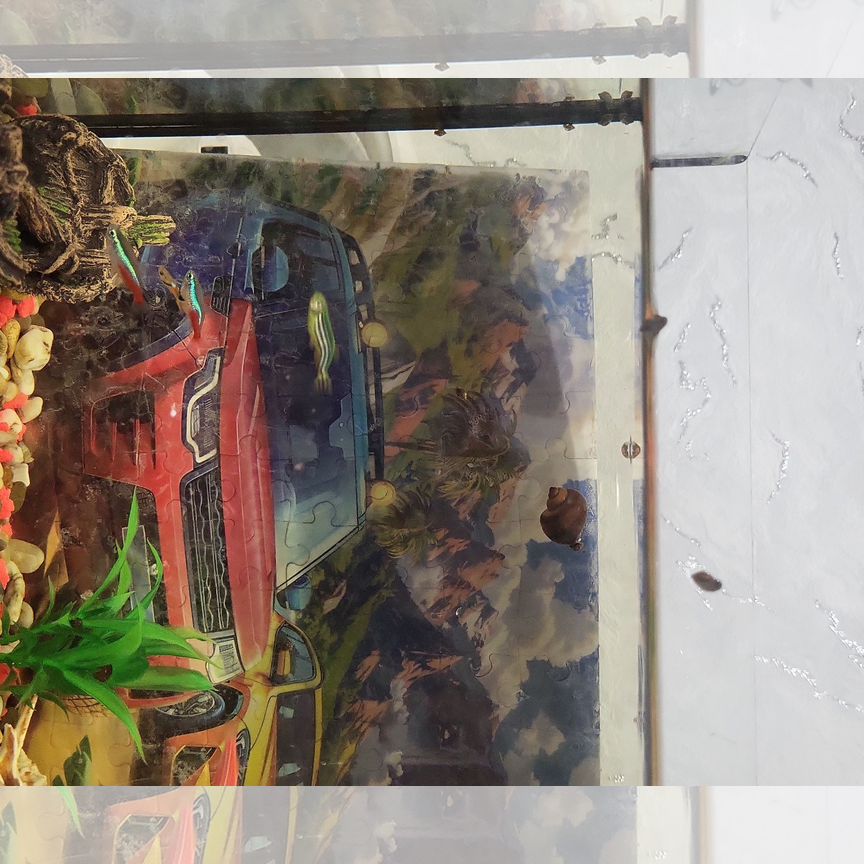 Улитки аквариумные