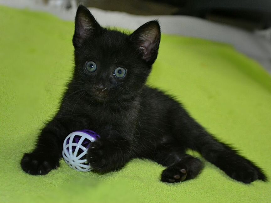 Черный котенок девочка в дар