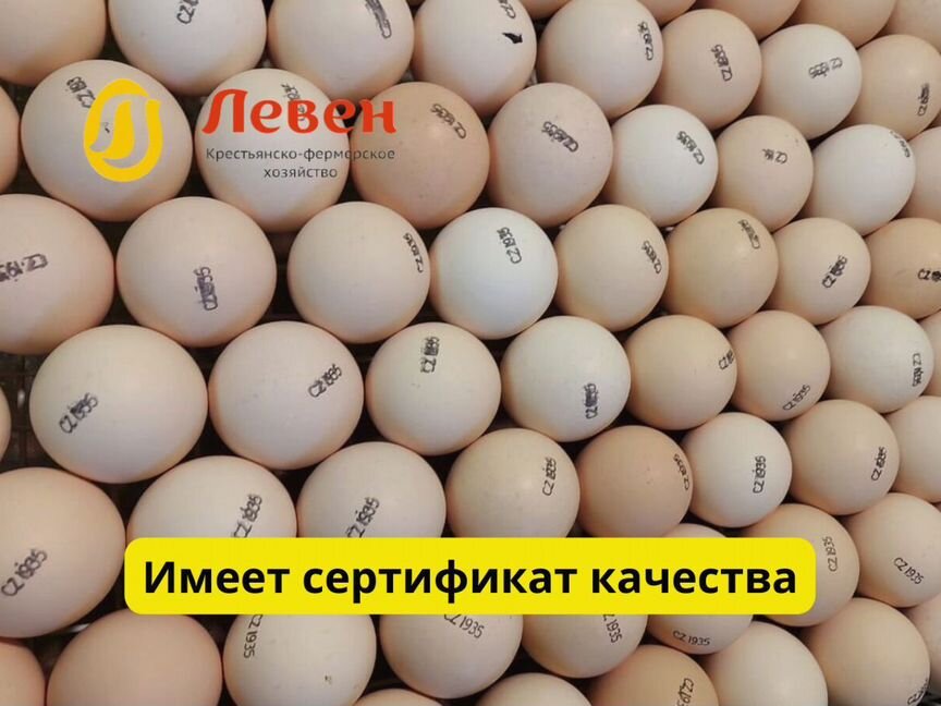 Инкубационное яйцо. Кобб и Росс. Из Европы