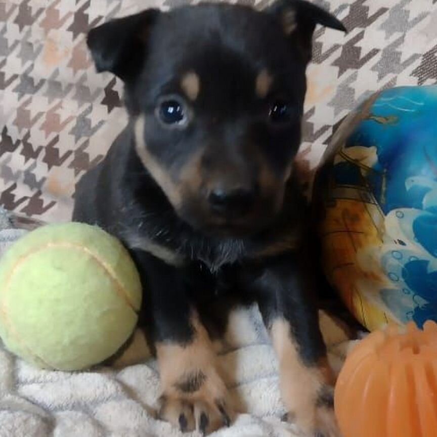 Малышам очень нужен дом