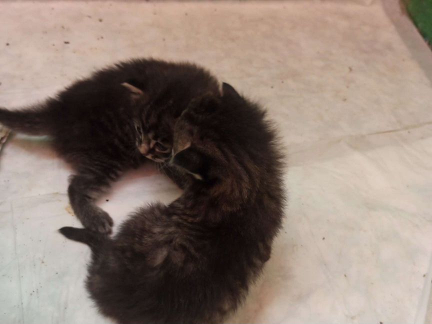 Котята в добрые руки 1 месяц мальчики, вислоухие