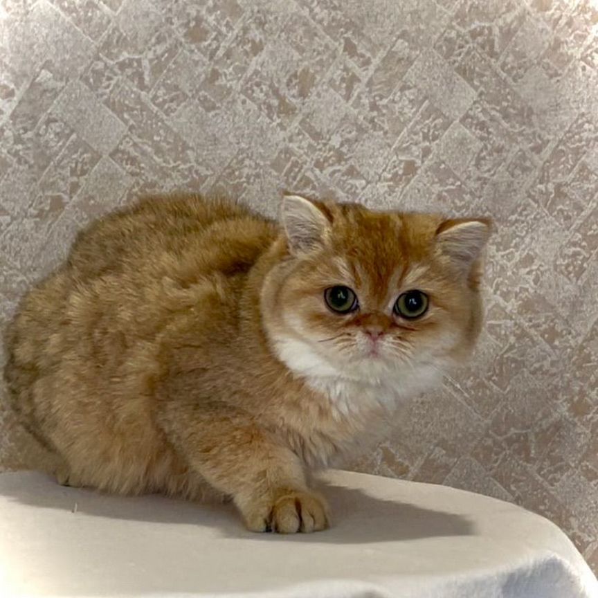 Шотландские котята, девочка