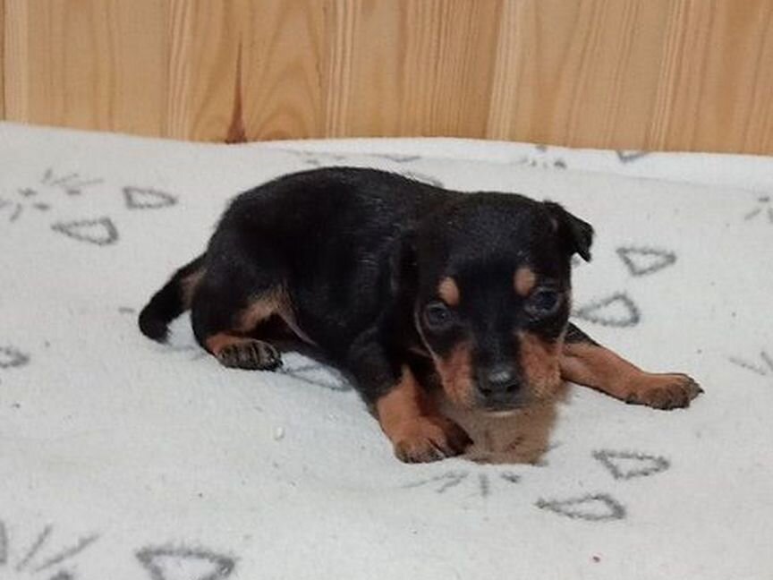 Щенок фенотип цвергпинчера