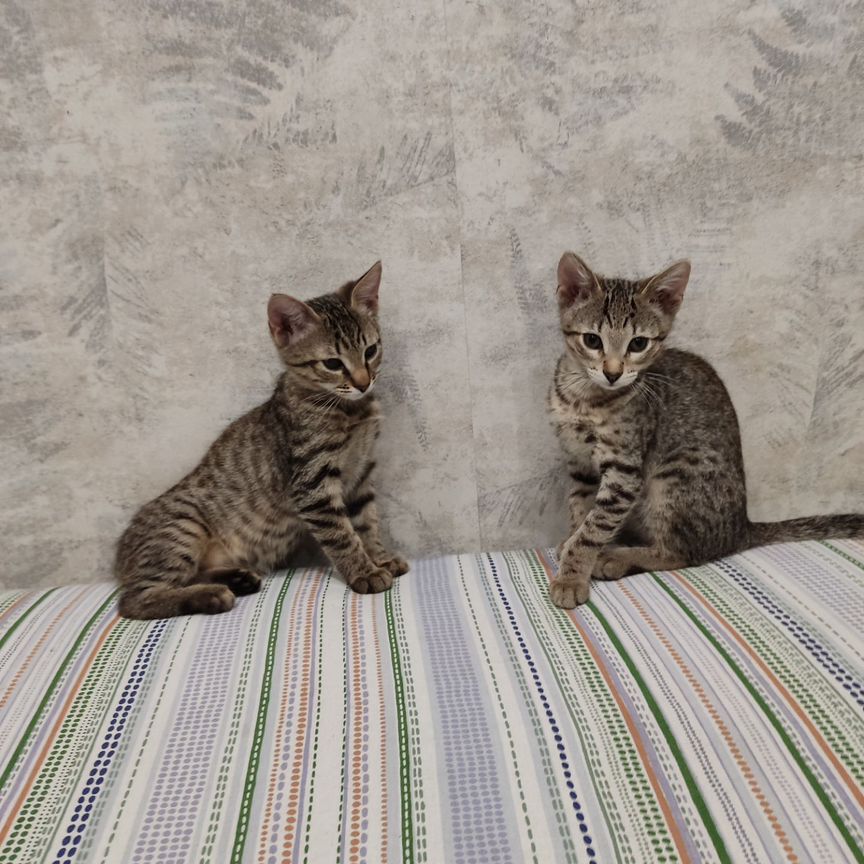 Кошечки с приюта 2,5 мес