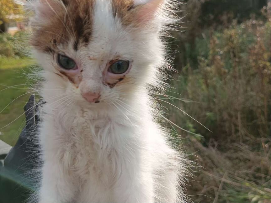 Отдам бесплатно катят мальчик и девочка