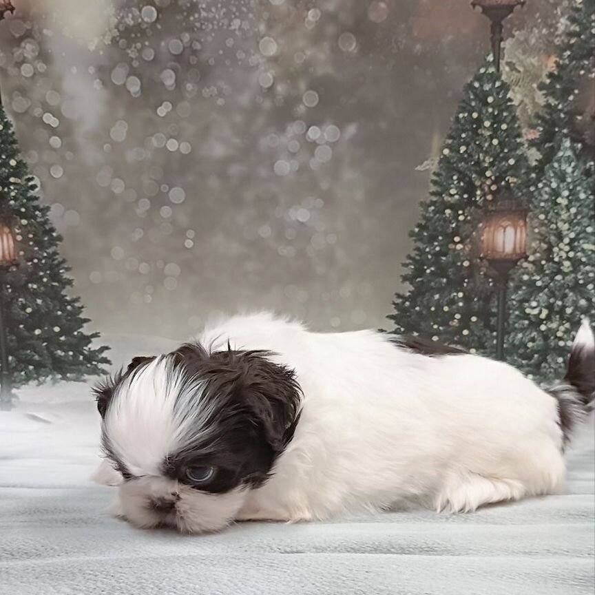 Новогоднее чудо Шоколадный носик ши-тцу девочка