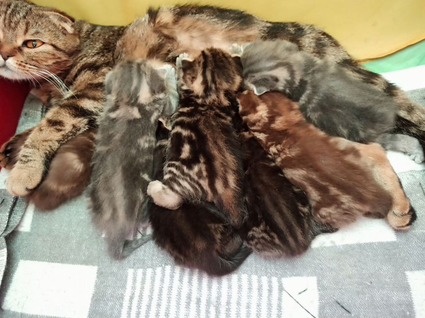 Шотландские котята
