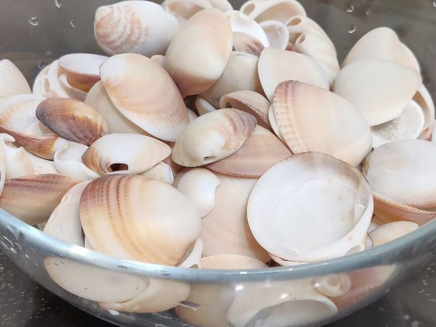 Морские ракушки раковины