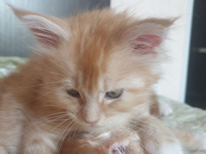Продаю котят. Мейнкун