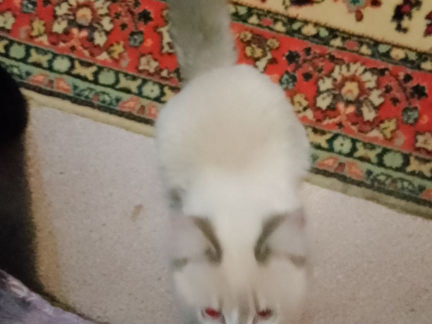 Отдам в добрые руки кота, в связи с отъездом