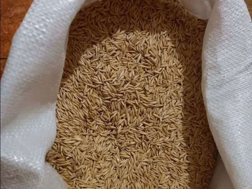 Просо, Кормовой овёс на корм