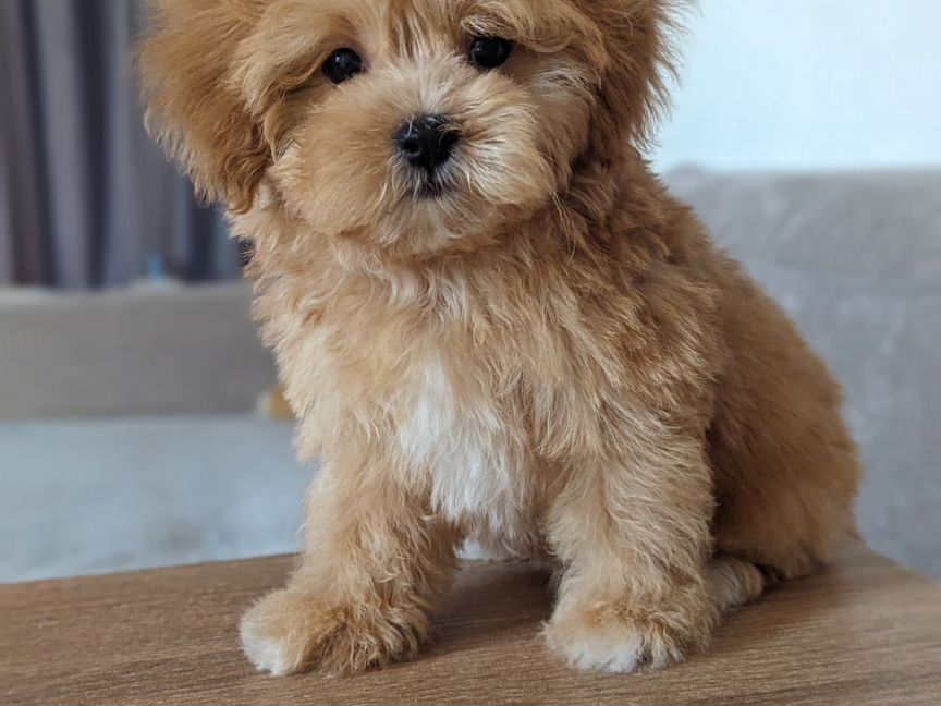 Мальтипу f1 мальчик с чипом шерсть шелк