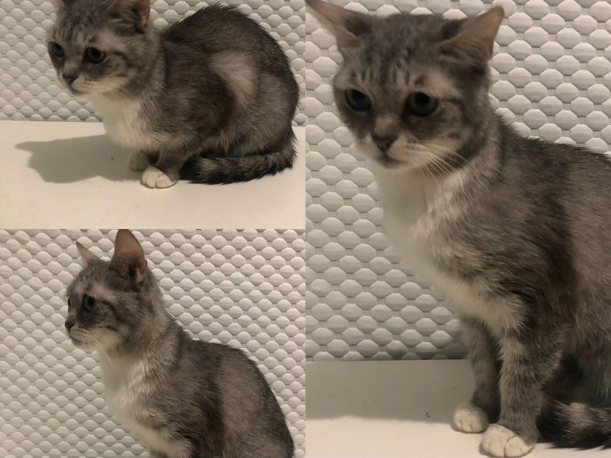 Кошка