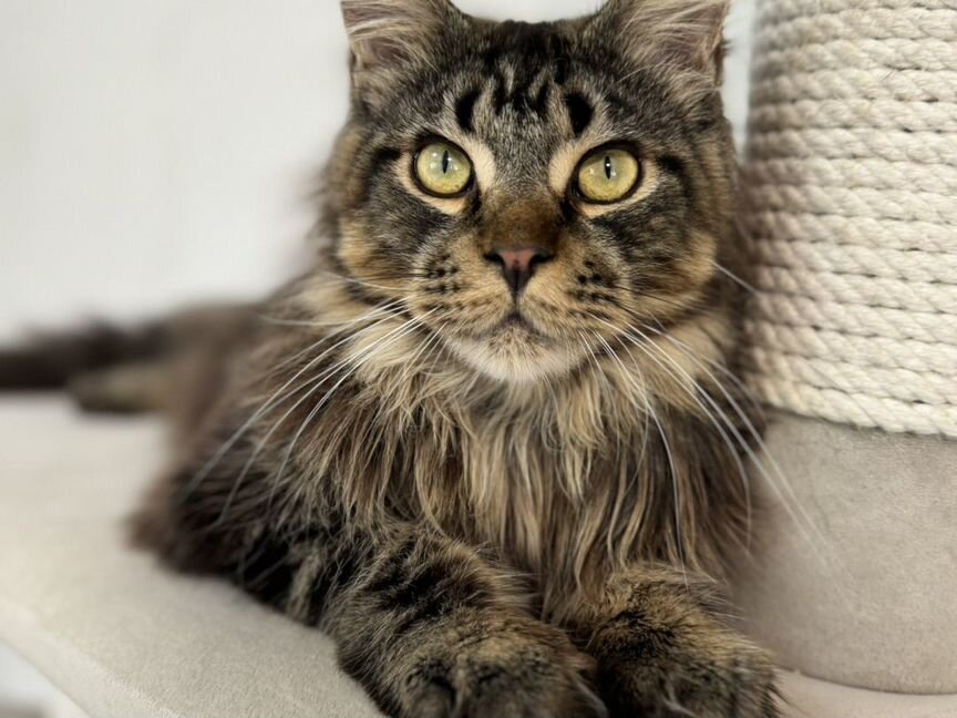 Мейн-кун котик