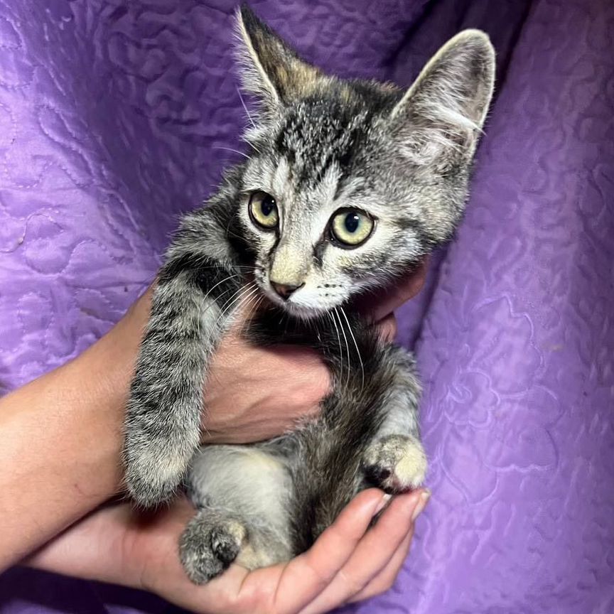 Котенок девочка в добрые руки привезу