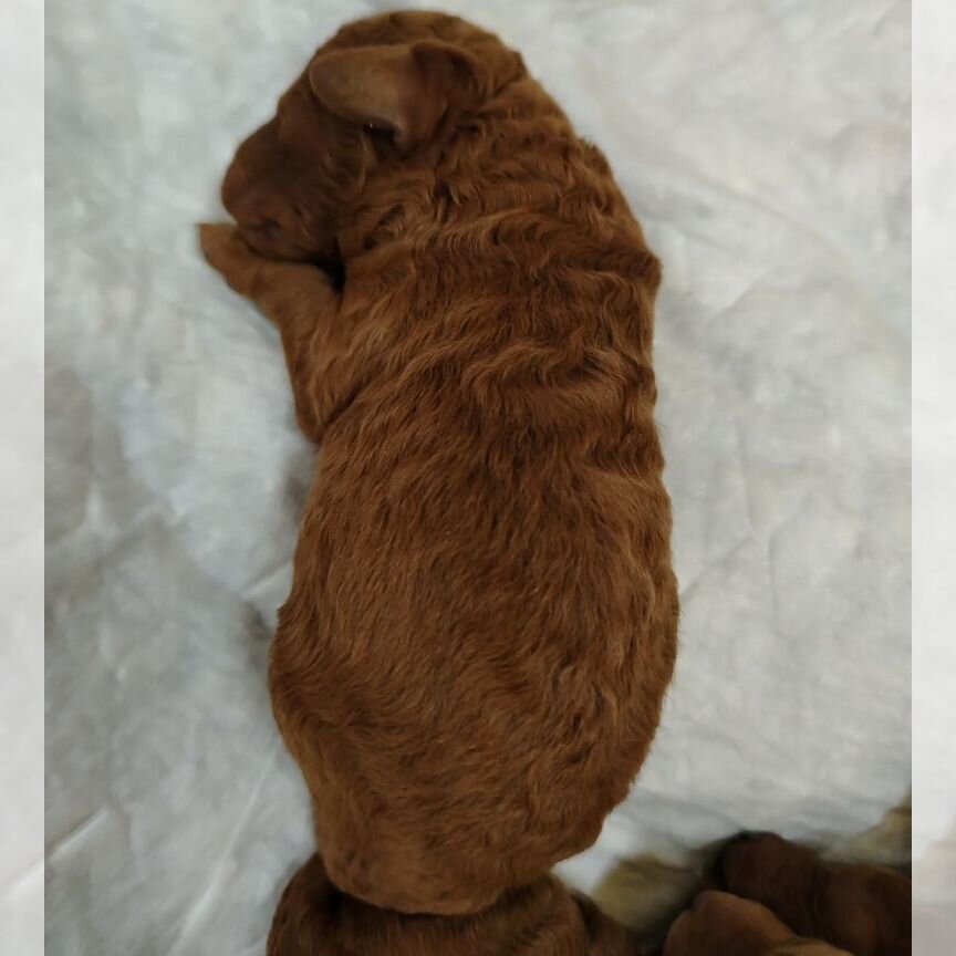 Той-пудель, щенок