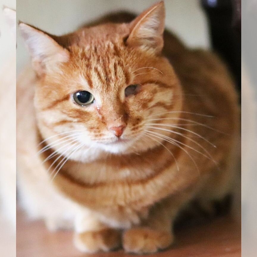 Кот Марс