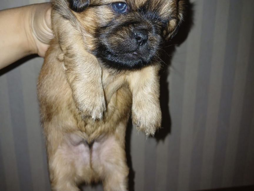 Щеночки пекинесы