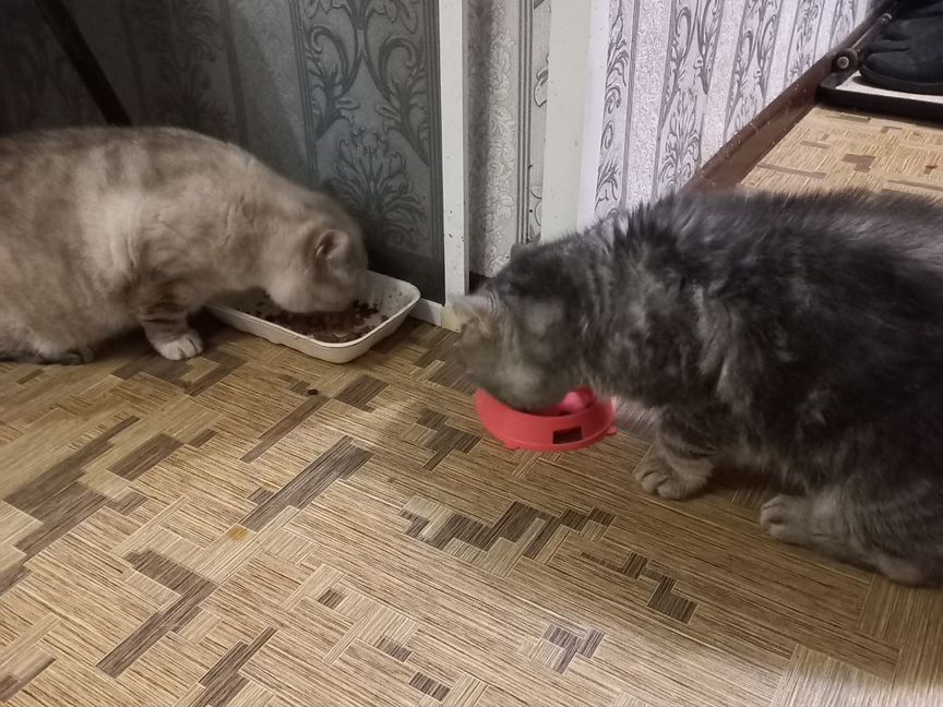 Кот и кошка в самые добрые руки