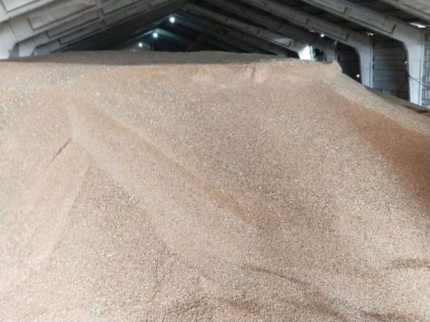 Пшеница фуражная