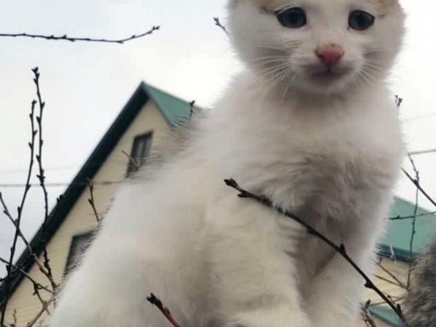 Сладкий котёнок мальчик