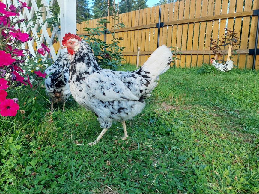 Куры несушки леггорн