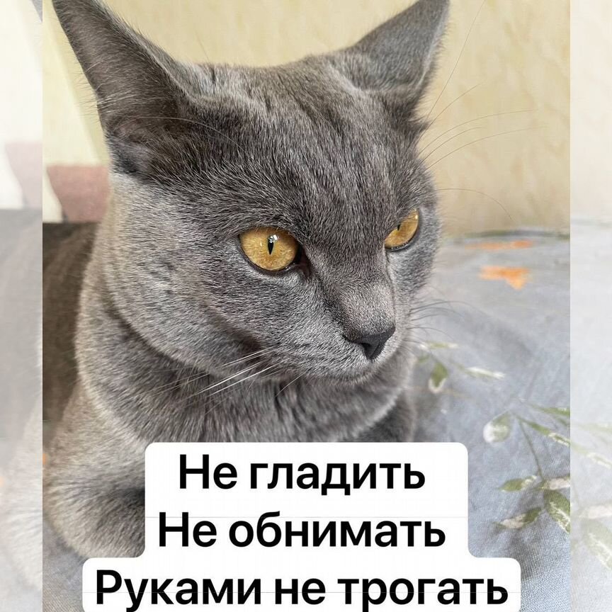 Дикая пантера
