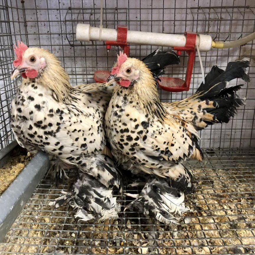 Мильфлер петухи