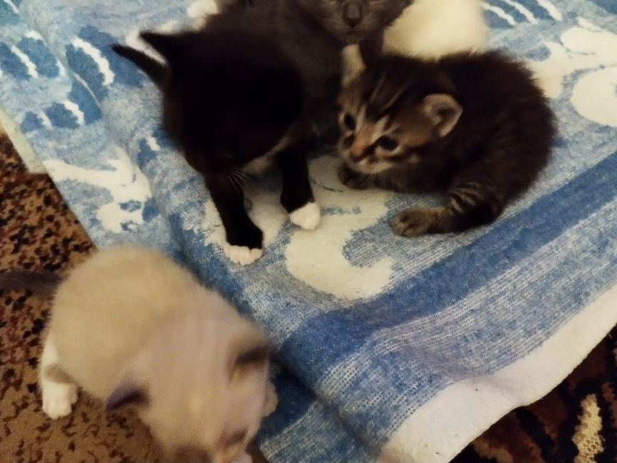 Котята в добрые руки даром