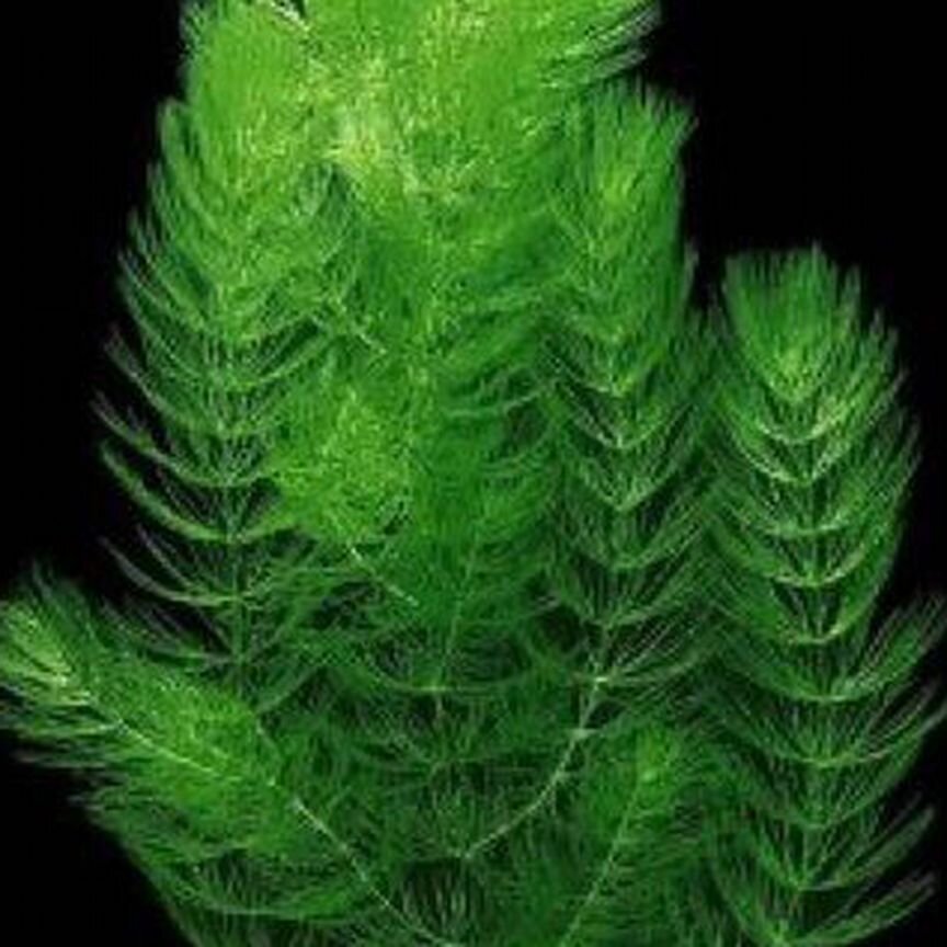 Водоросли для аквариума