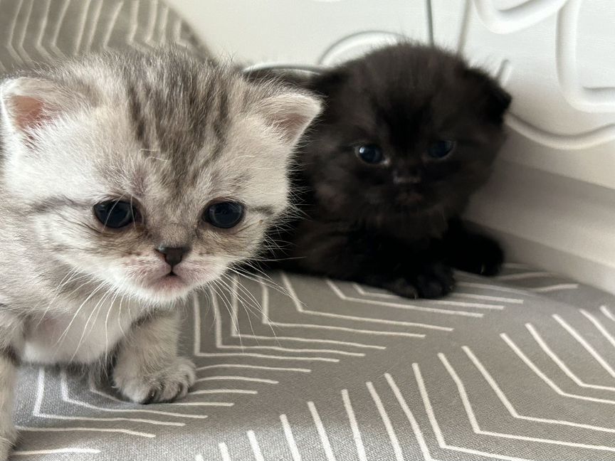 Шотландские Котята