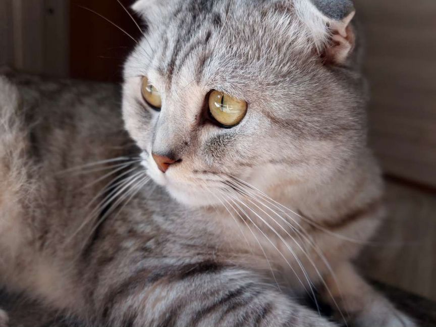 Шотландский кот вязка
