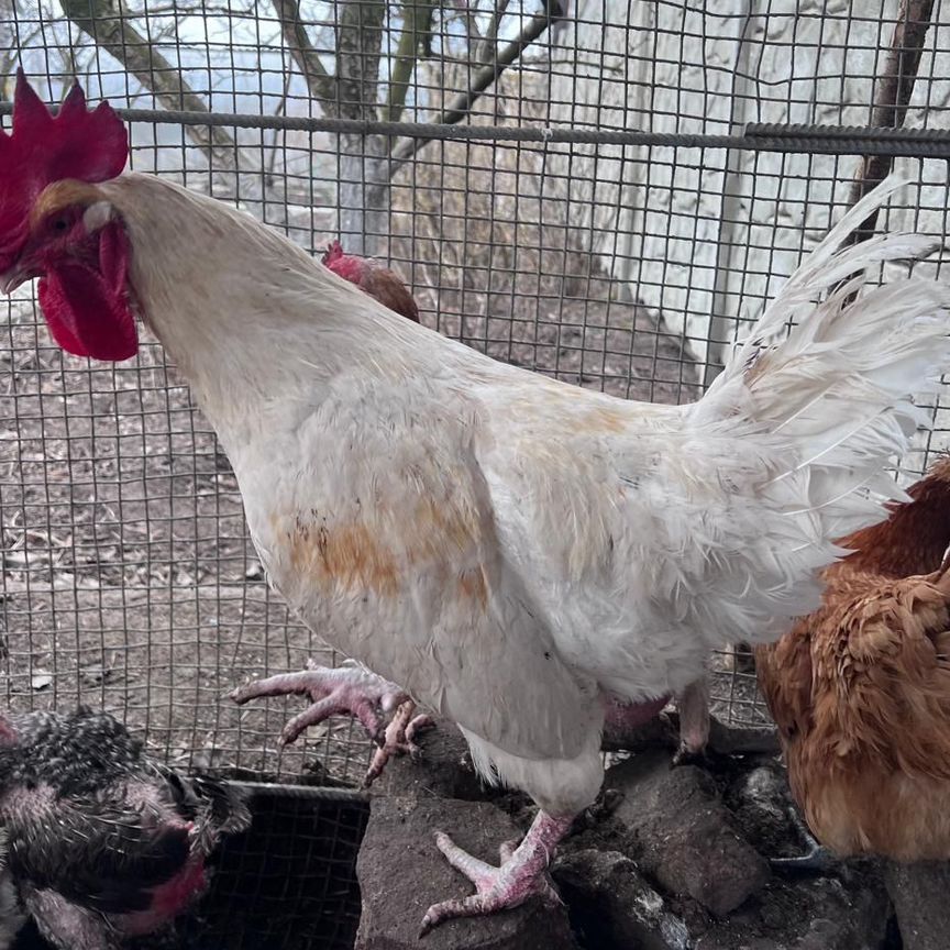 Молодые петухи