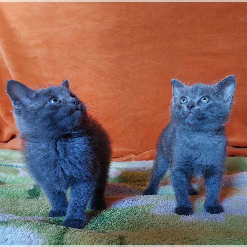 Британский короткошёрстный котёнок